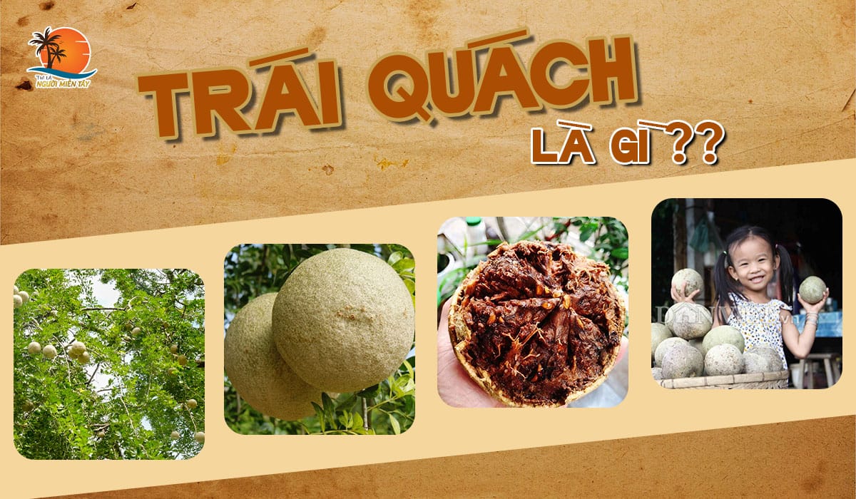 Trái quách là gì? Về miền tây thưởng thức 3 món ngon từ trái quách gây ...