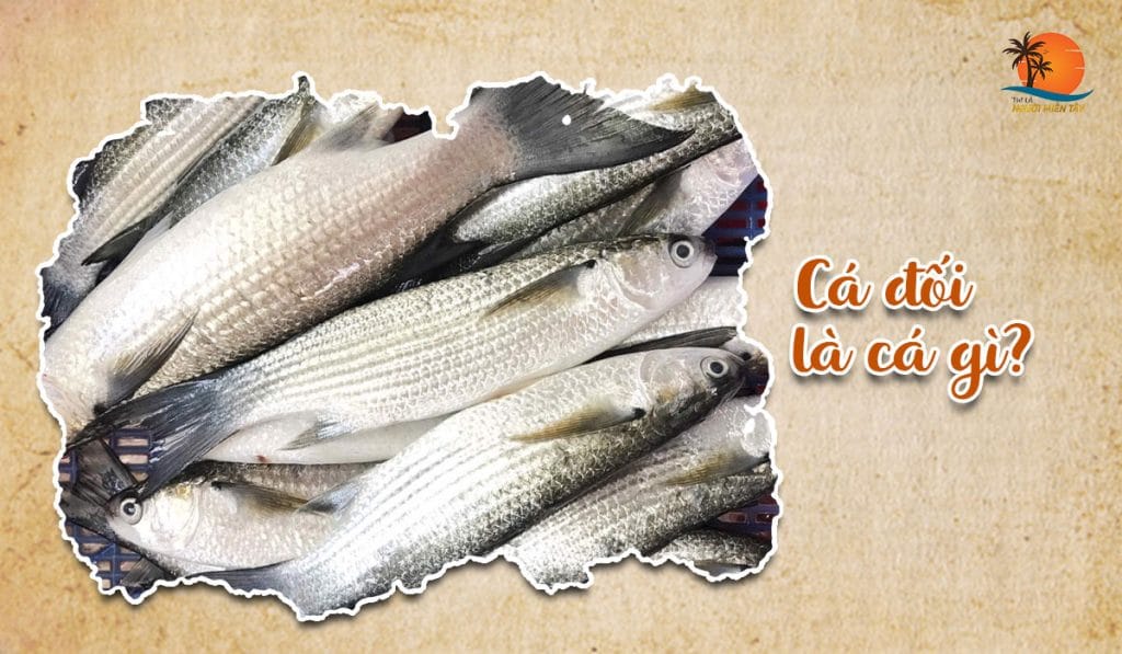 Cá đối làm gì ngon? Công thức nấu 10 món ngon từ cá đối cực kỳ hao cơm