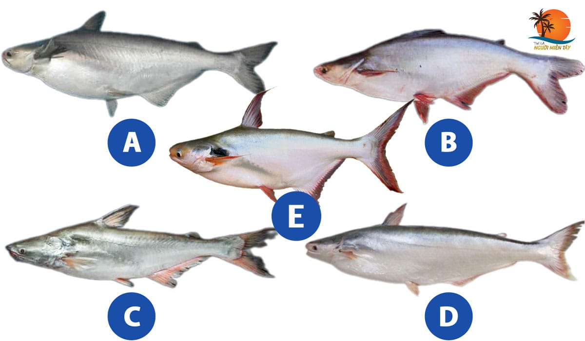 Cách phân biệt cá tra, cá ba sa, cá hú, cá vồ đém, cá bông lau chi tiết ...